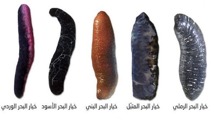 Sea Cucumber Trading Banned In Oman | عاشق عُمان